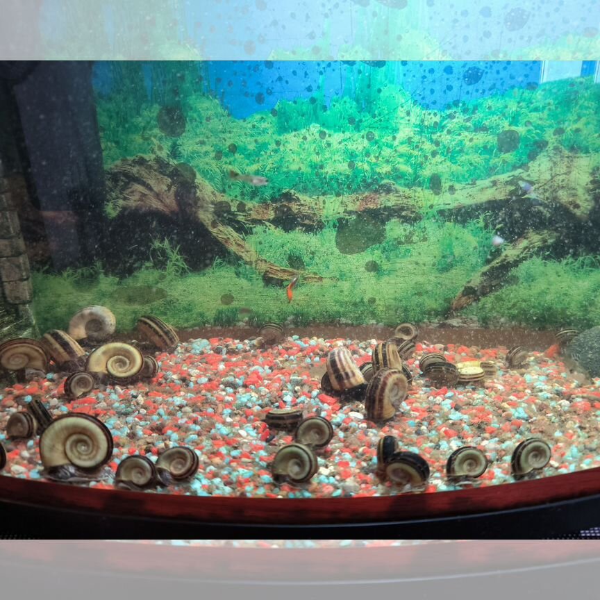 Аквариумные улитки Мариза