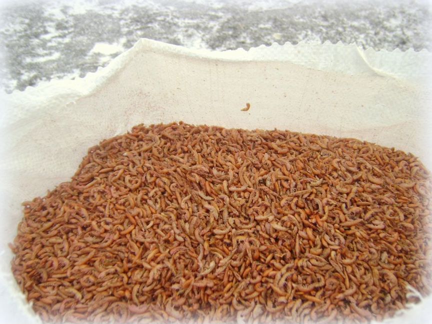 Гаммарус от производителя оптом