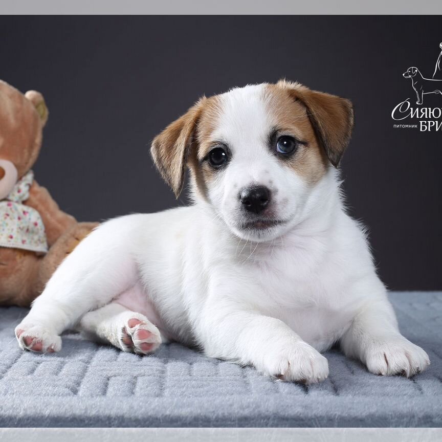 Джек-рассел-терьер, щенок