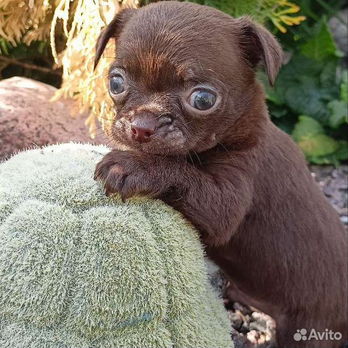 Чихуашки щенки