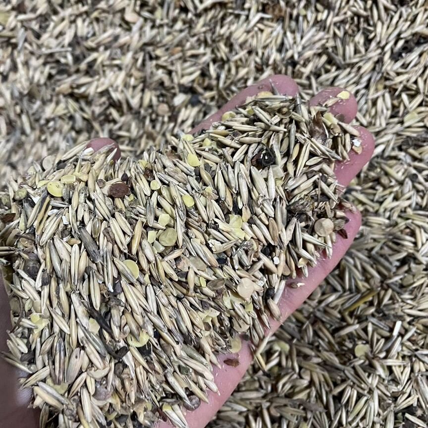 Овес вторые сорта