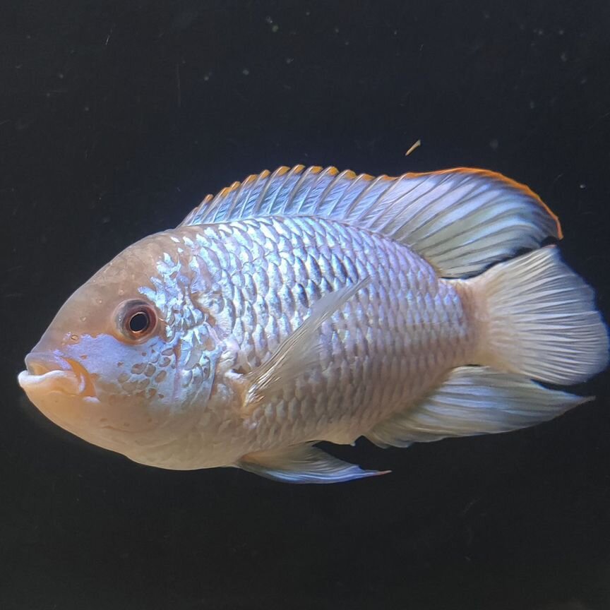 Наннакара неоновая и синадонтисы высокоплавничные