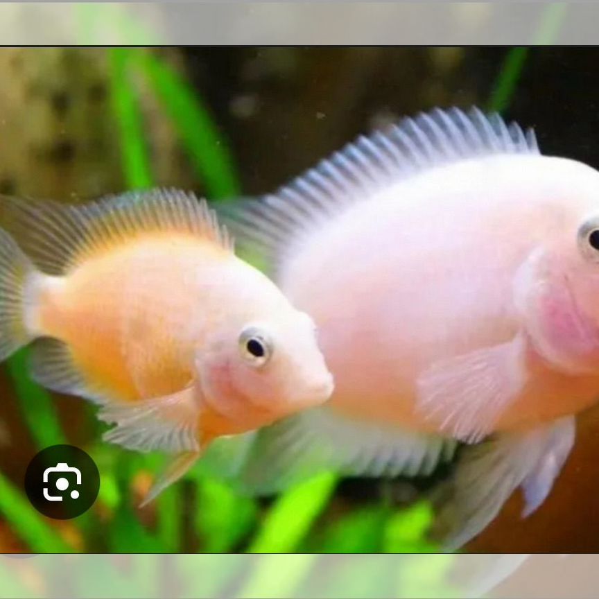 Цихлида фламинго