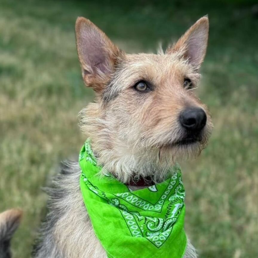 Собака Милый Шик