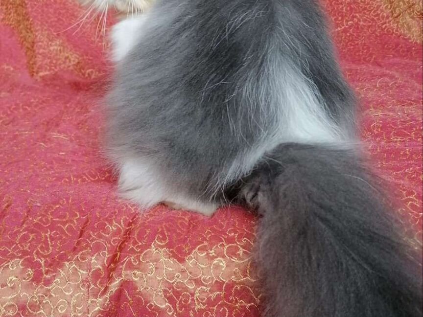 Персидский котенок