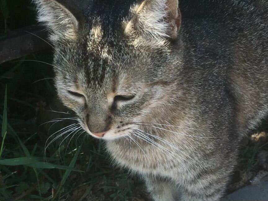 Котенок в добрые руки