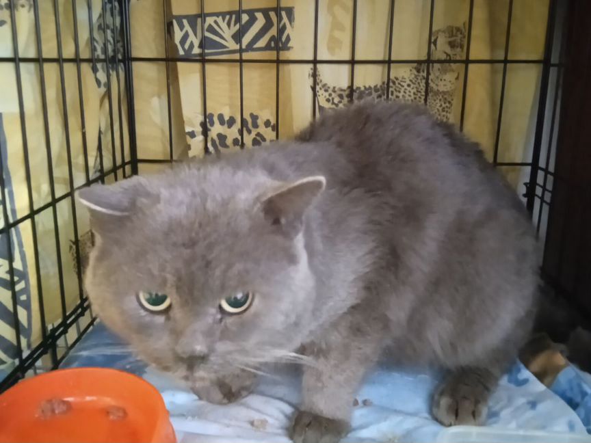 Британский кот
