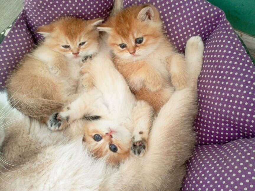 Котята золотая шиншилла