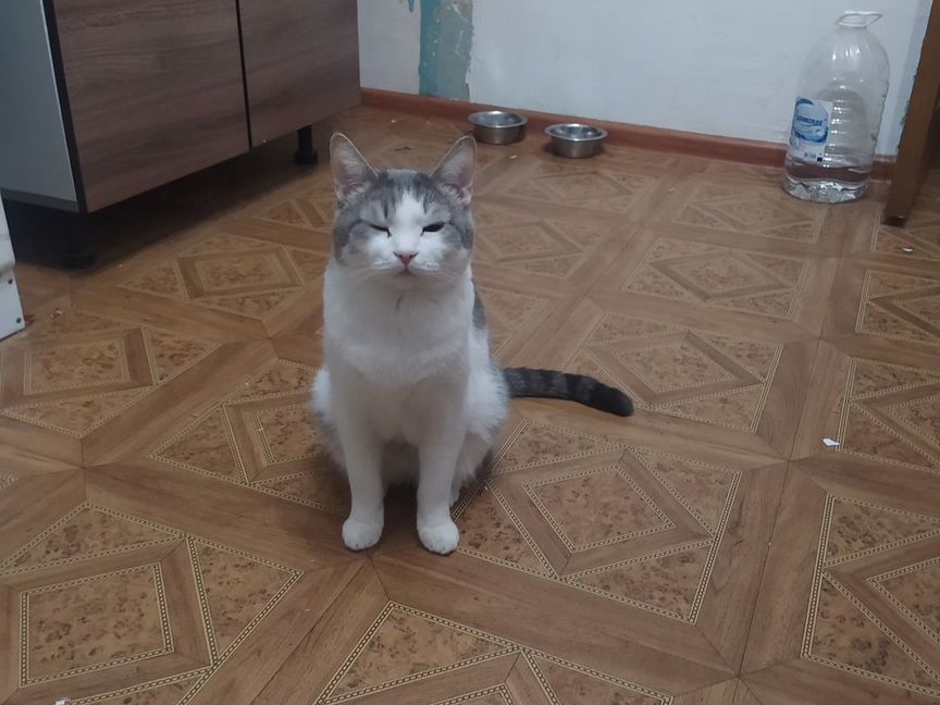 Кот полубританец