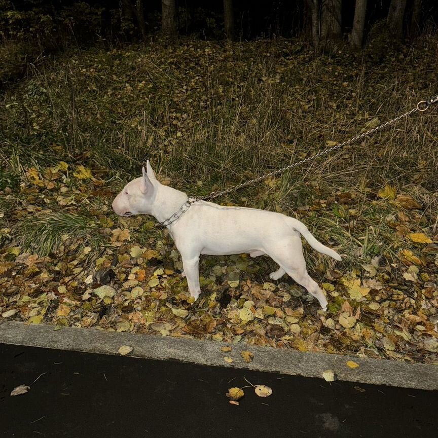 Бультерьер вязка