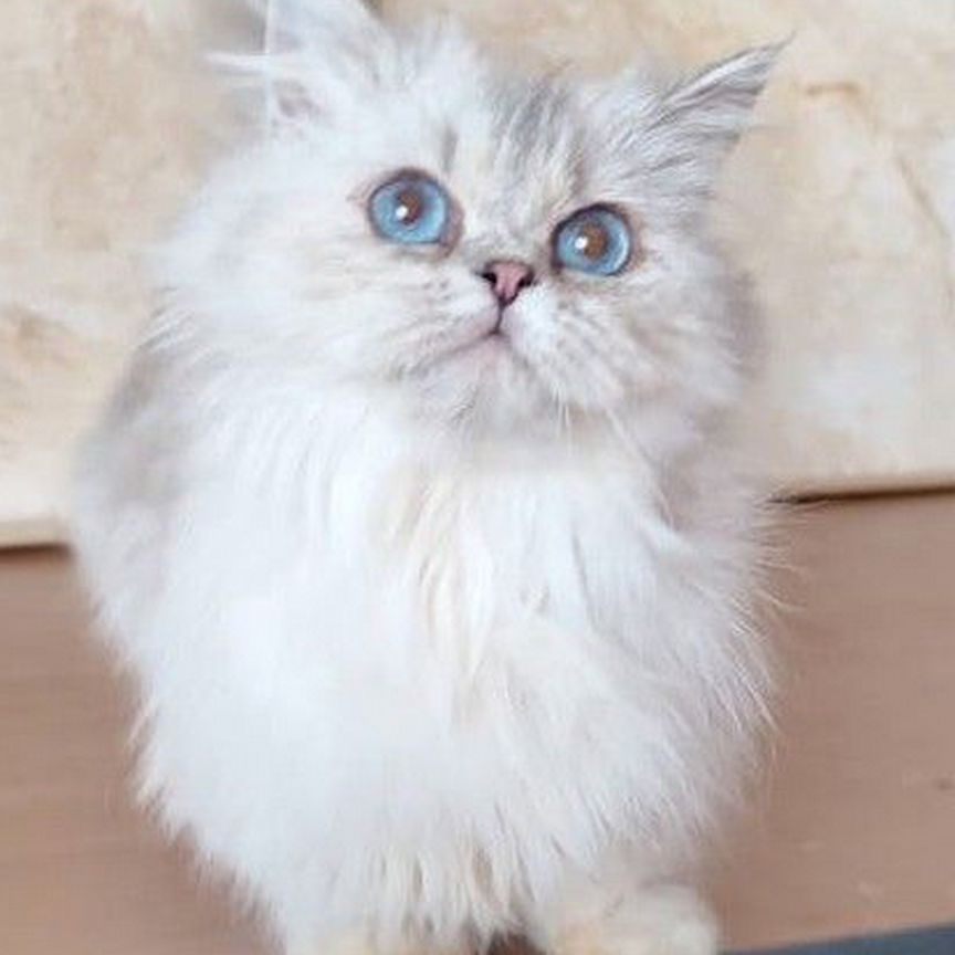 Манчкины кошки