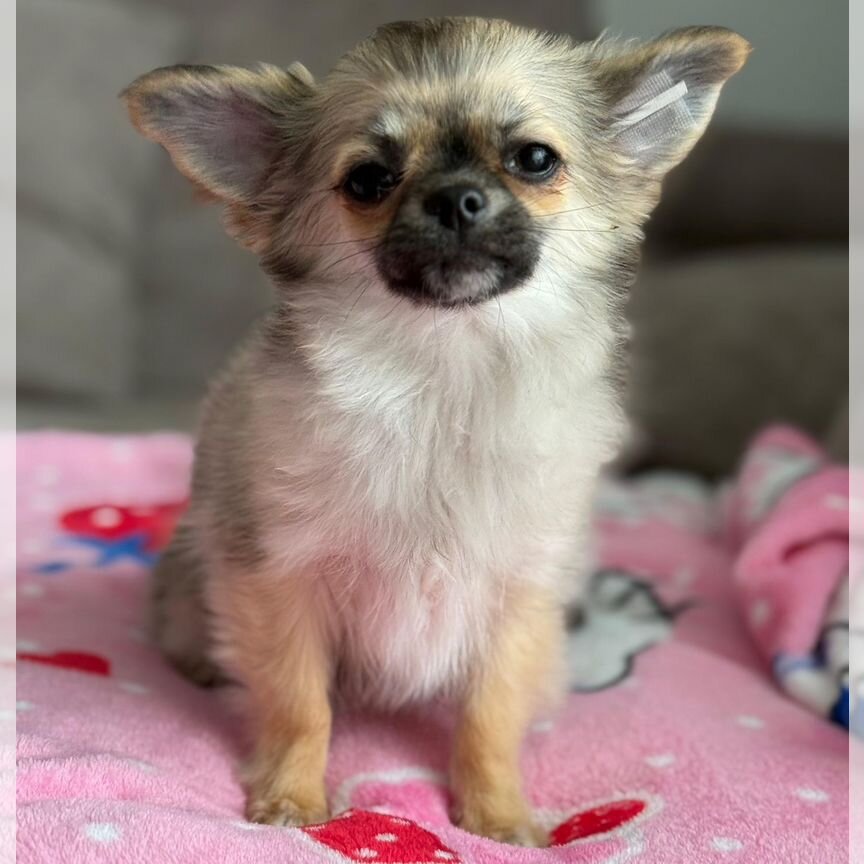 Чихуахуа, щенок