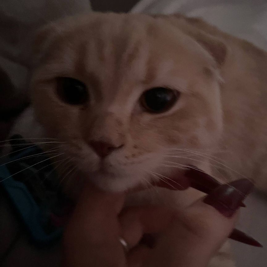 Шотландский вислоухий короткошёрстный, взрослый кот