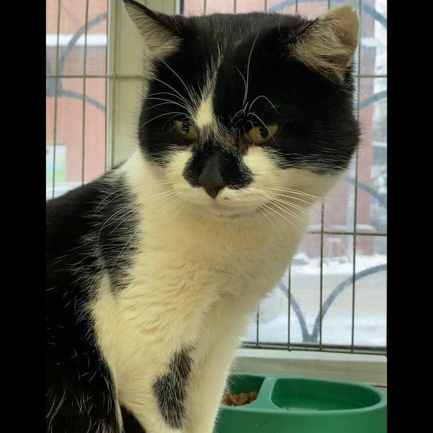 Коты в добрые руки