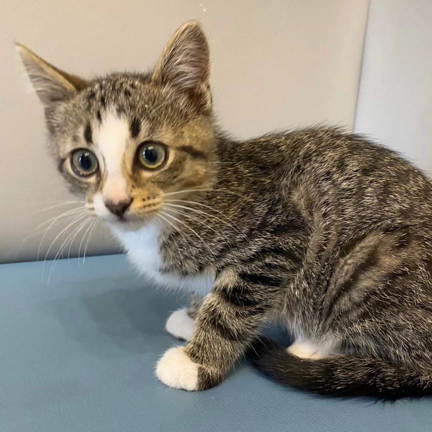 Котенок Триша по договоренности