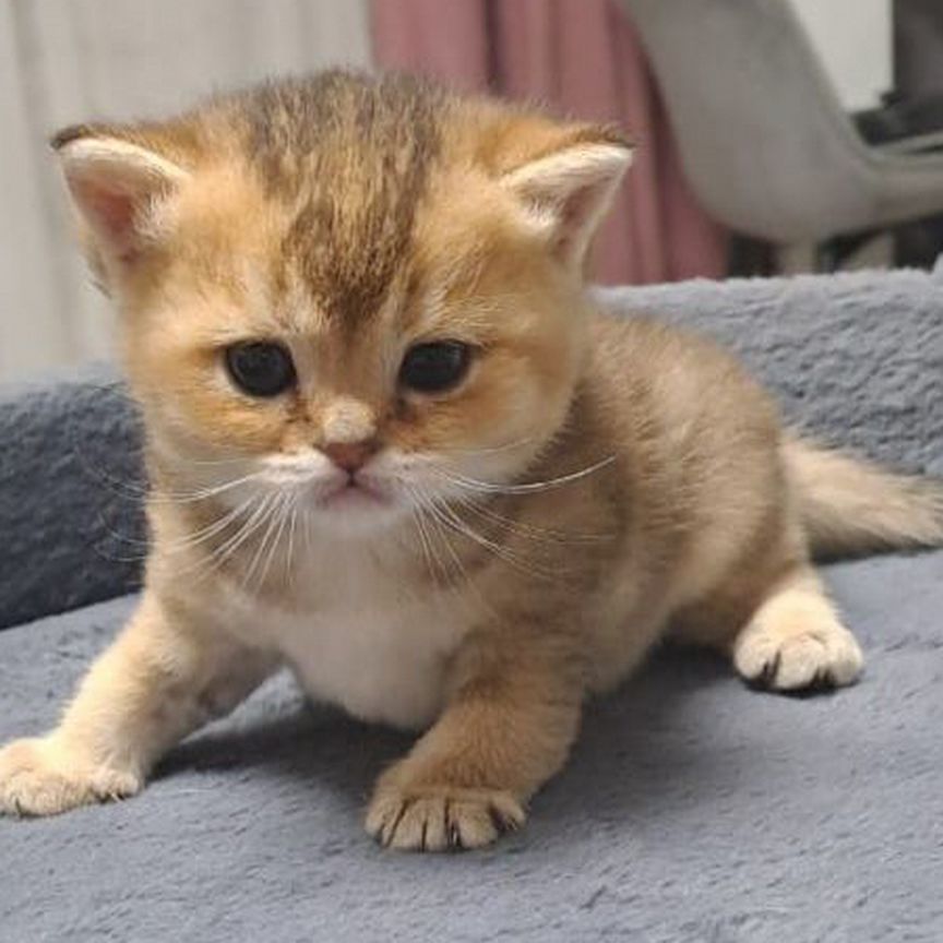 Котята Шотландская золотая шиншилла