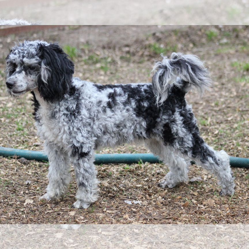 Девочка миниатюра