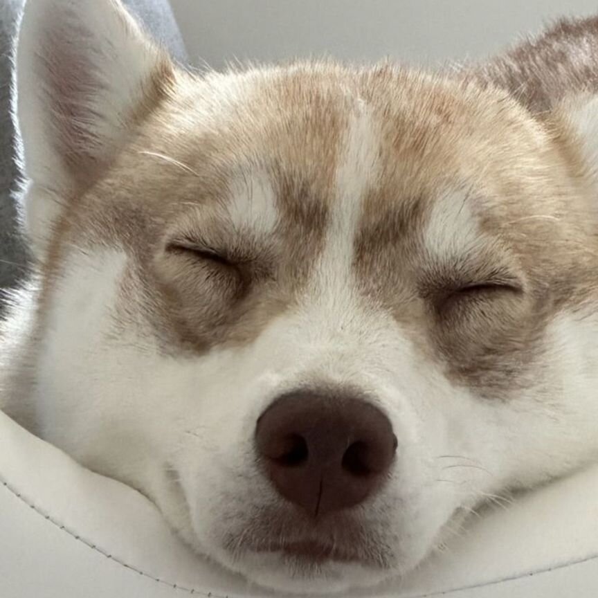 Хаски Джеси