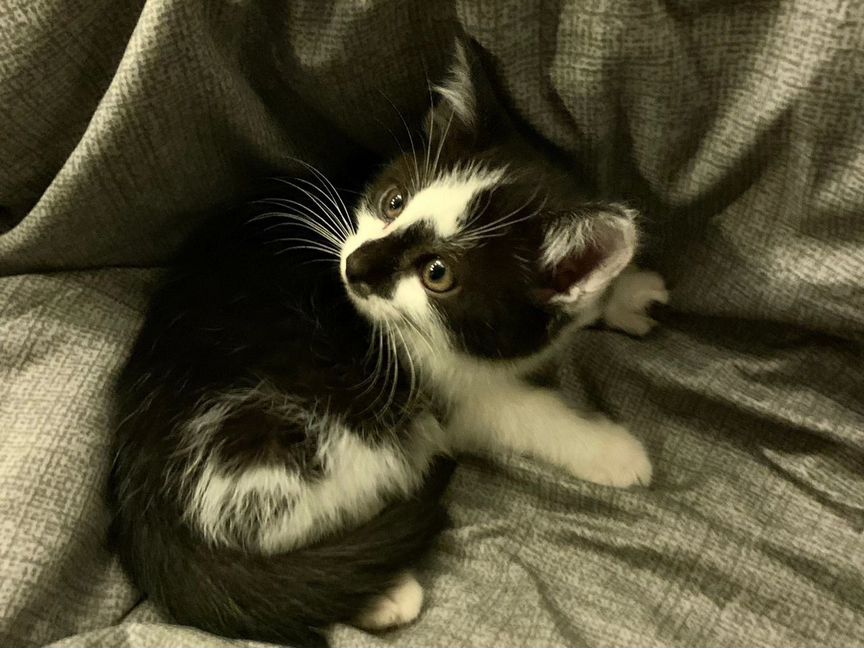 Котёнок яночка, 2 мес., чёрно-белого окраса