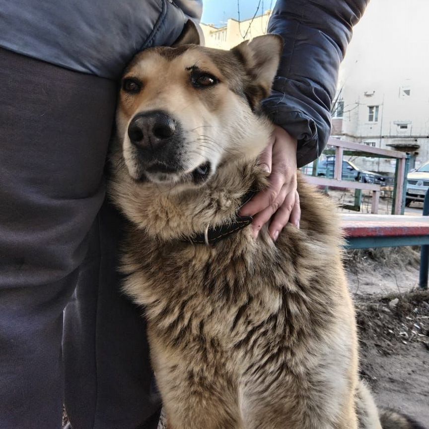 Пес по имени Сладкий