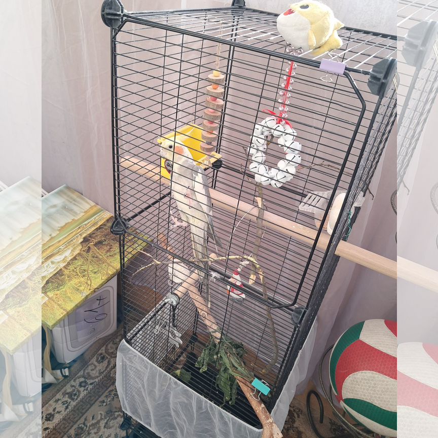 Попугай корелла с клеткой