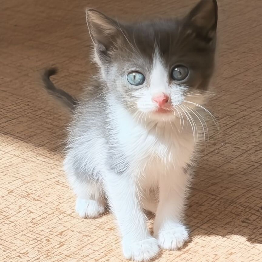 Котёнок в добрые руки