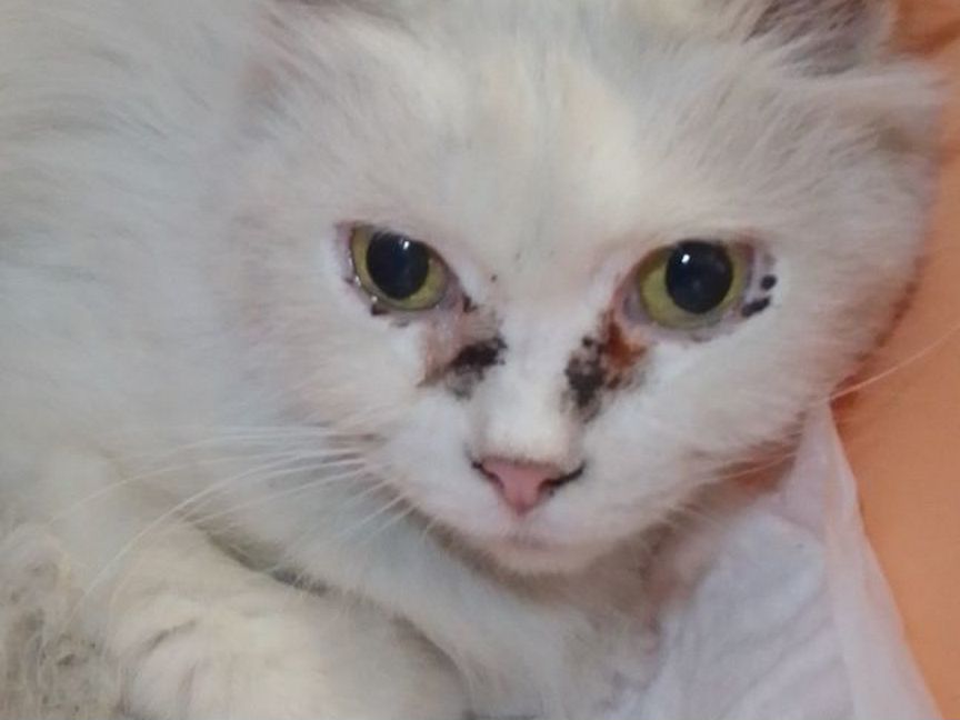 В районе цирка найдена киса Айси.Ищу добрые ручки