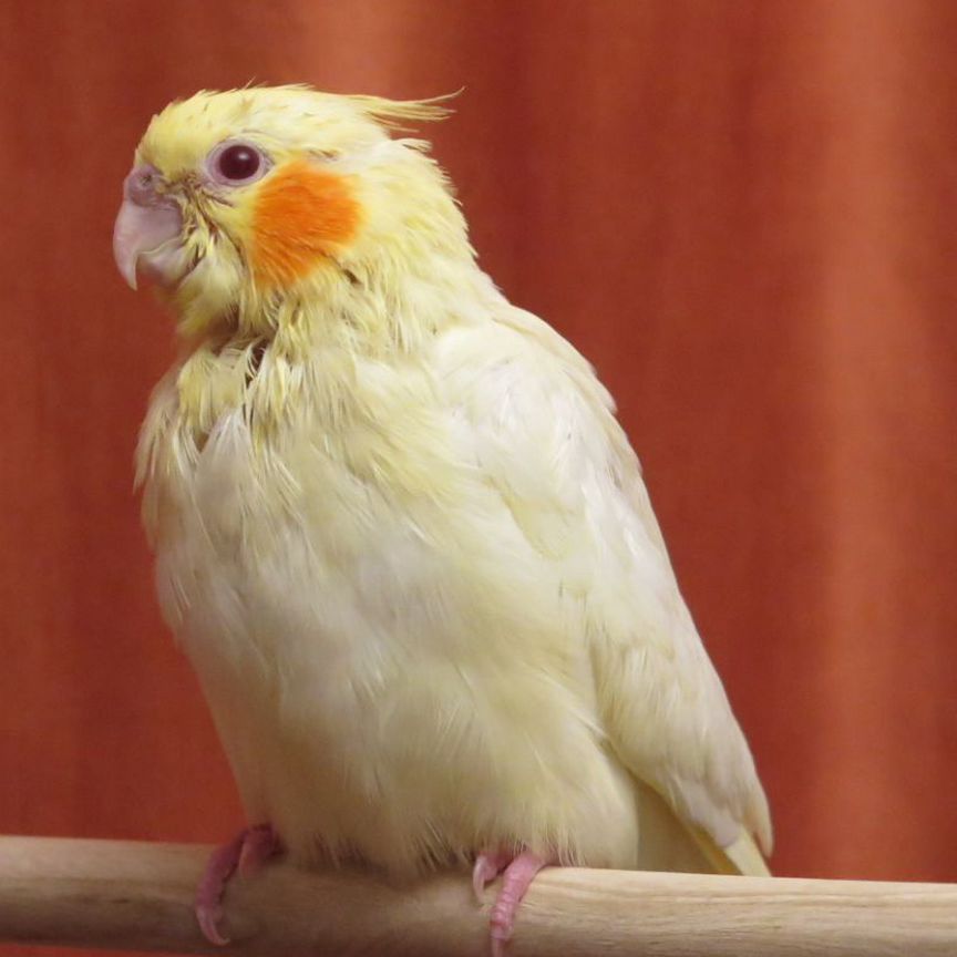 Попугай корелла птенец