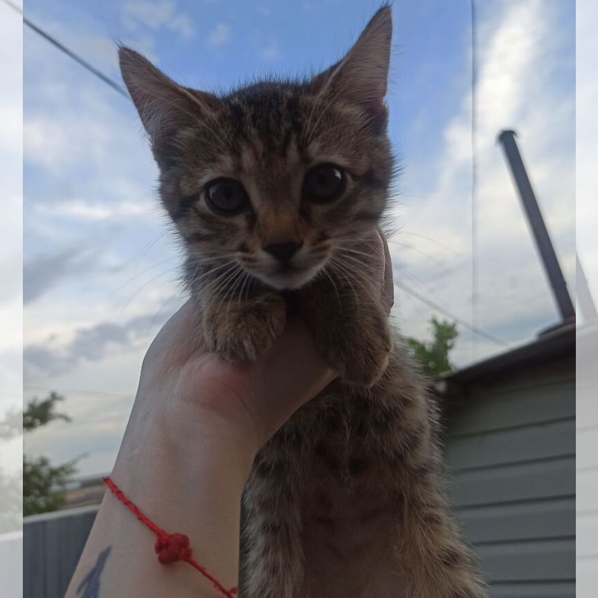 Отдам котят в добрые руки бесплатно