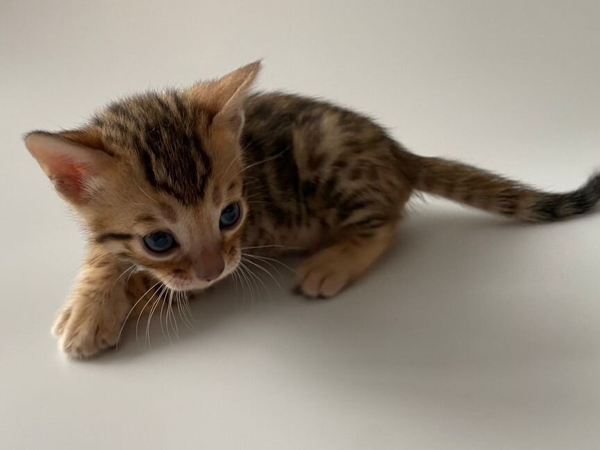 Бенгальские котята