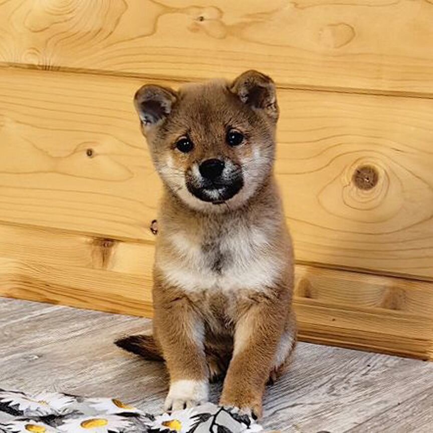 Мальчик. Сиба ину. Ближнее Подмосковье