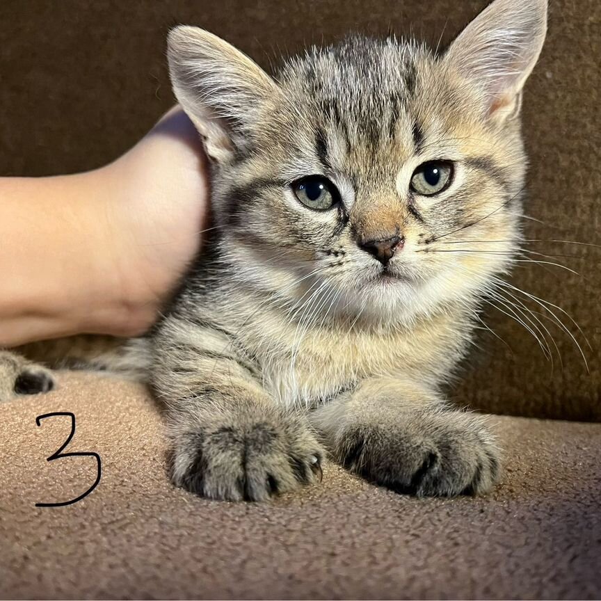 Шотландский котенок