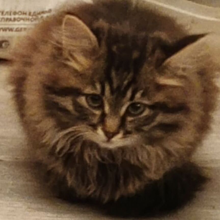 Сибирский котёнок