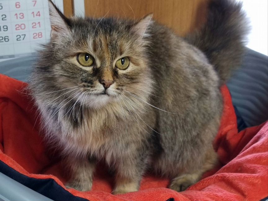 Кошка