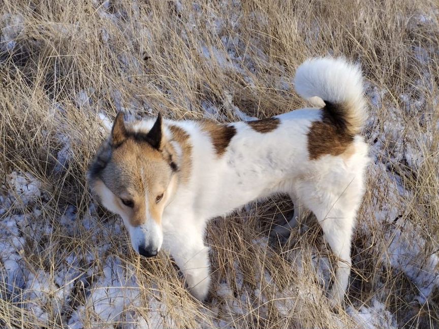 Лайка