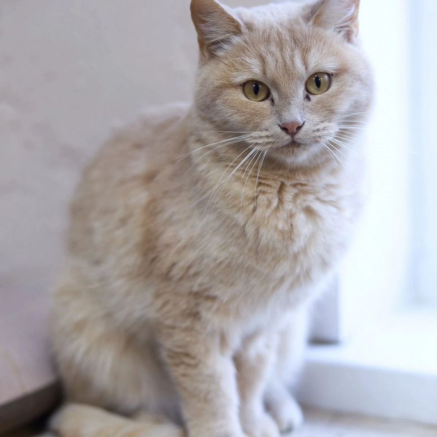 Кошка Персея ищет дом