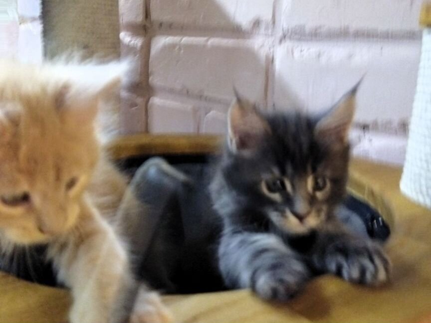 Котята мейн-кун