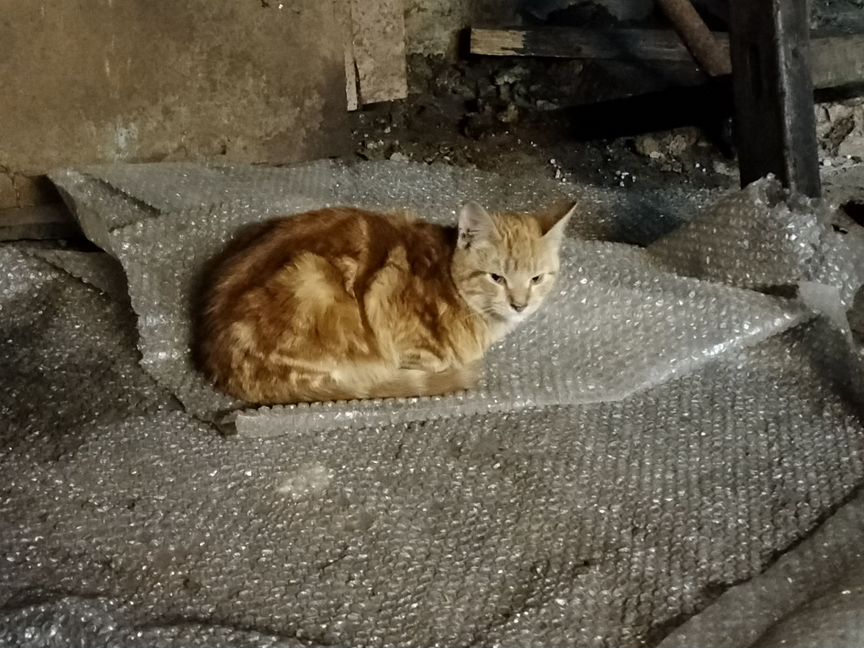 Кошка в дар