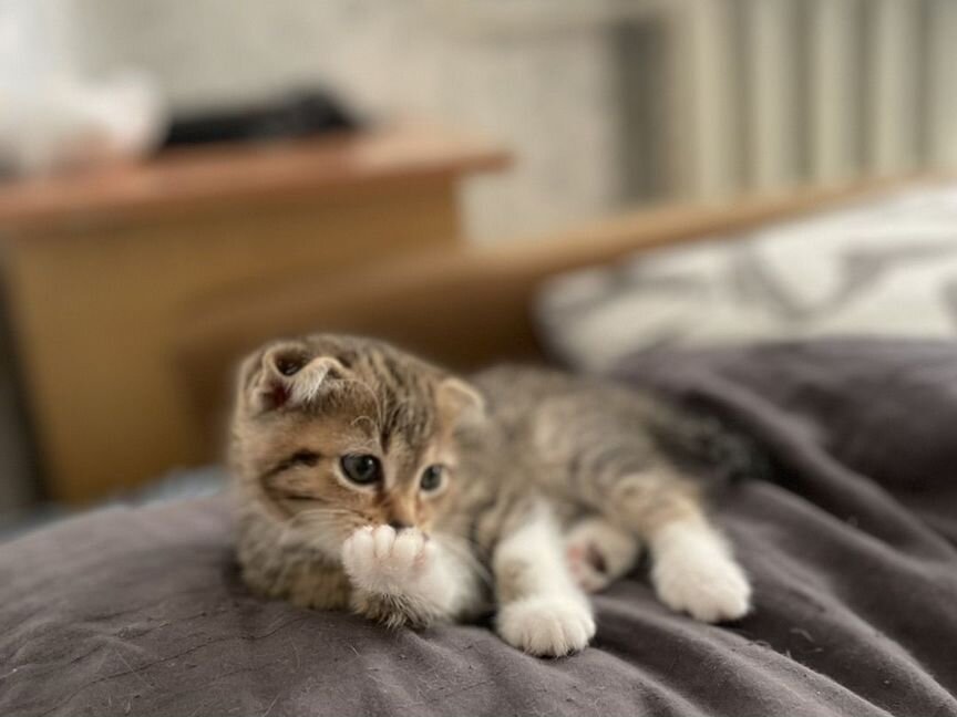 Киска в добрые руки