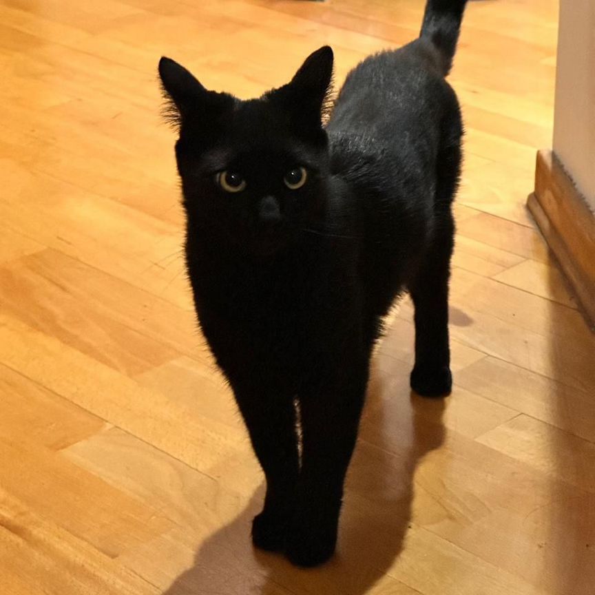 Кошечка Фича ишет себе дом