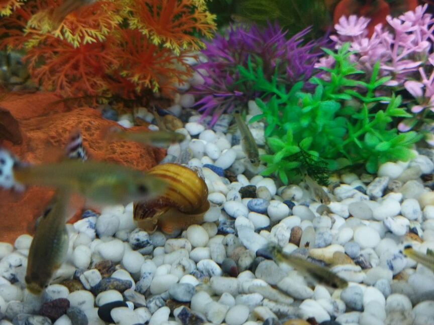 Гуппи молодь