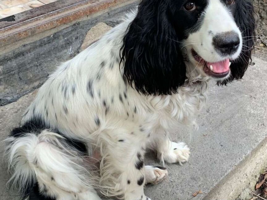 Русский спаниель