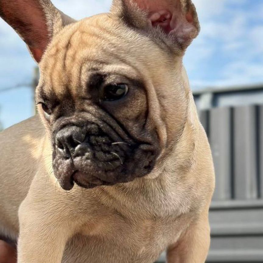 Французский бульдог щенки