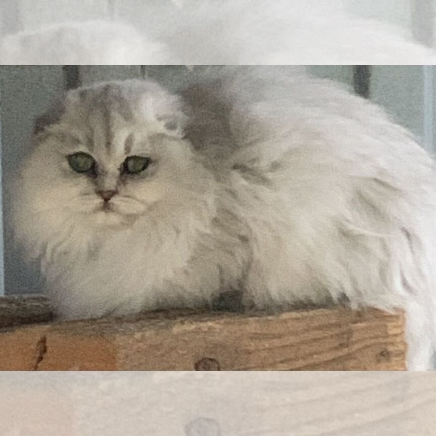 Шотландский котенок - красавец 4 мес с документами