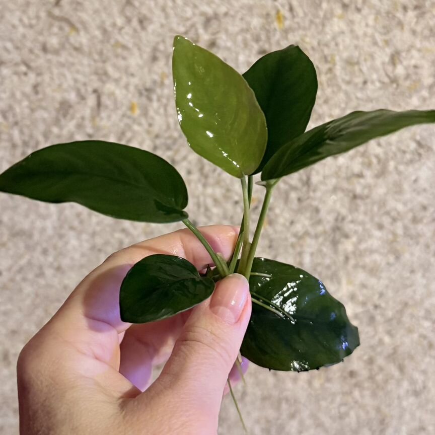 Аквариумные растения