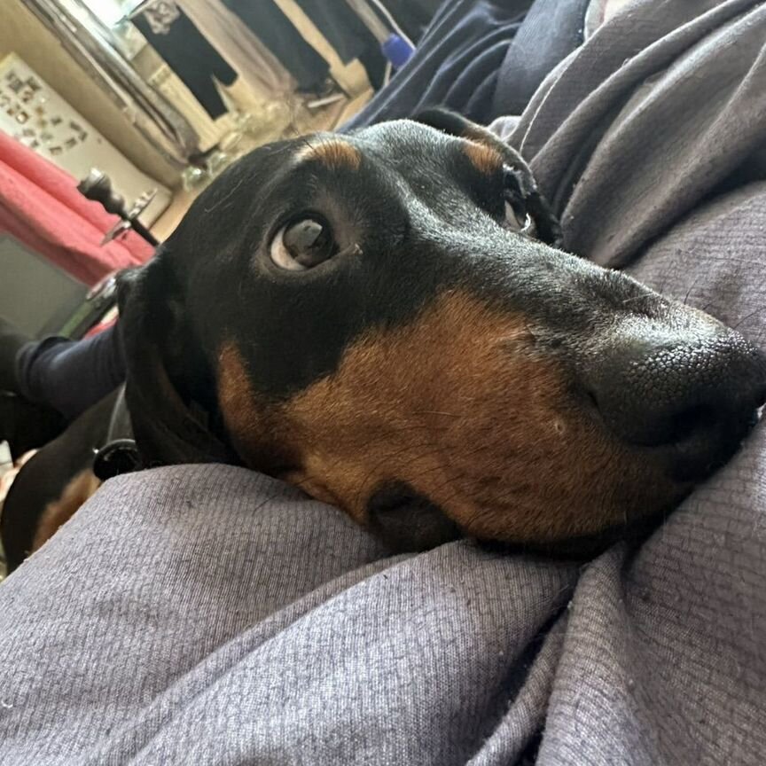 Такса, взрослый пёс