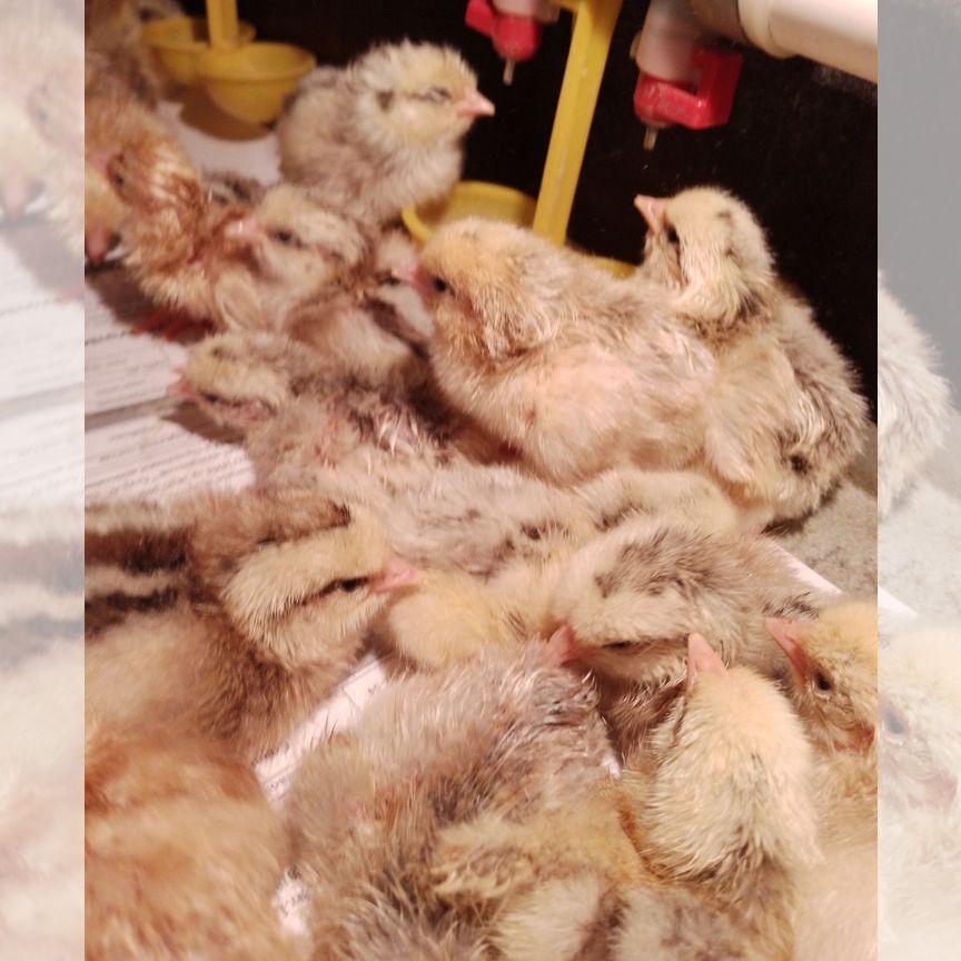 Цыплята бройлеры суточные