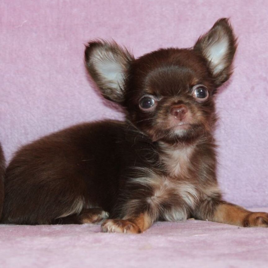 Чихуахуа, щенок