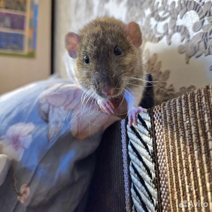 Крыса (мальчик с родословной)