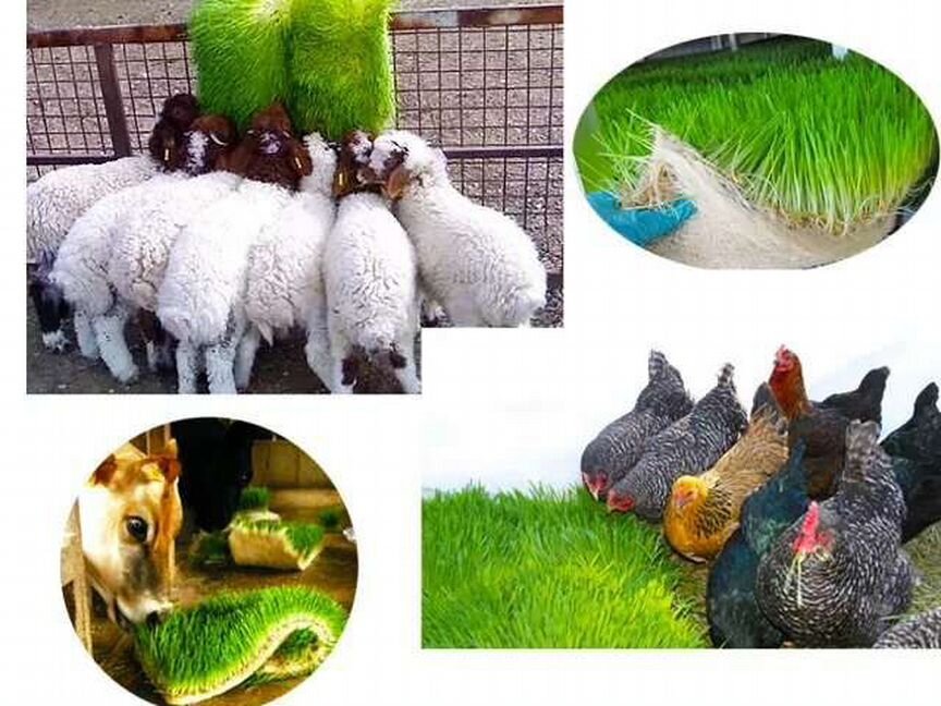 Корма для животных и птиц